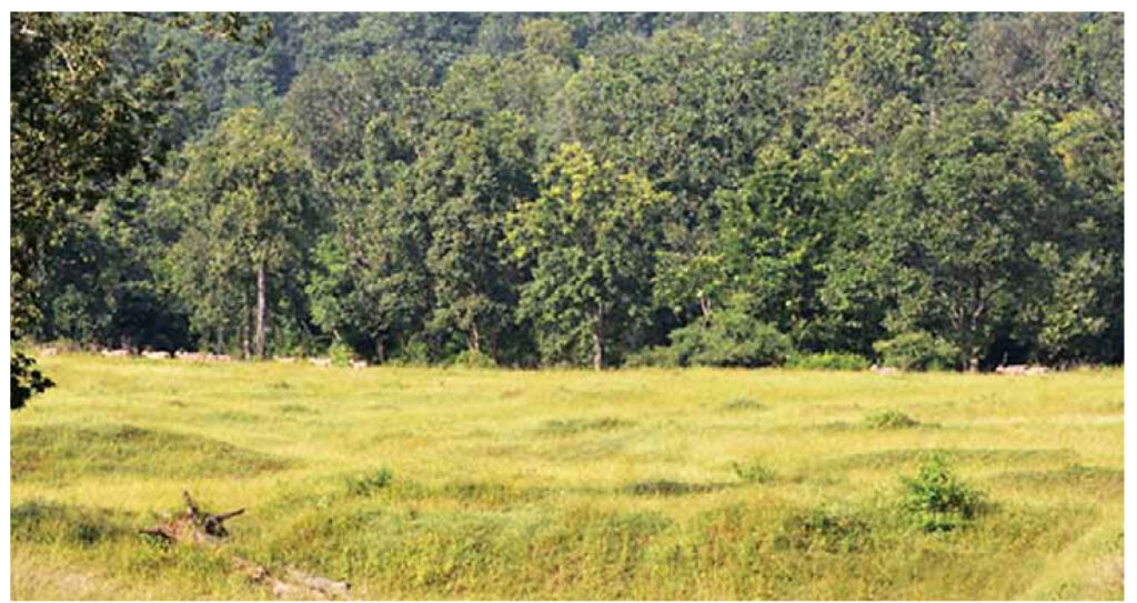 Why is conservation of grasslands in protected landscapes, imperative ...